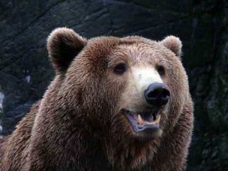 Oso invade fiesta de cumpleaños en Alaska - CDN - El Canal de Noticias ...
