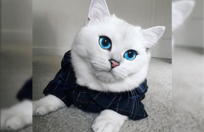 ¿Conoces a Coby, el gato que cautiva con sus ojos azules? - CDN - El ...